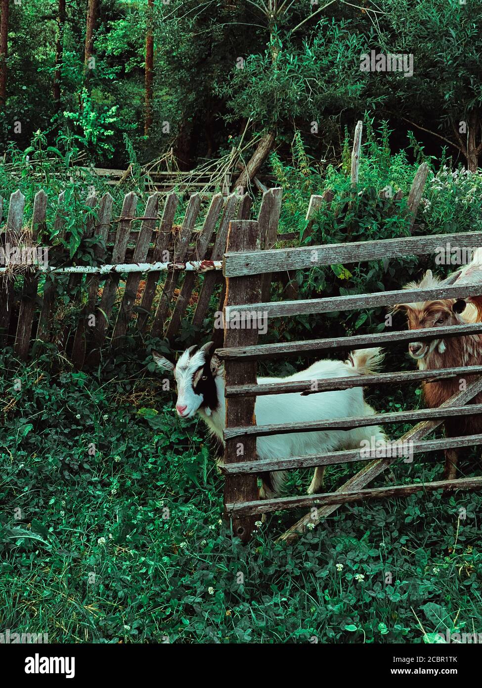 Cut white and brown goats walking on the grass Stock Photo - Alamy