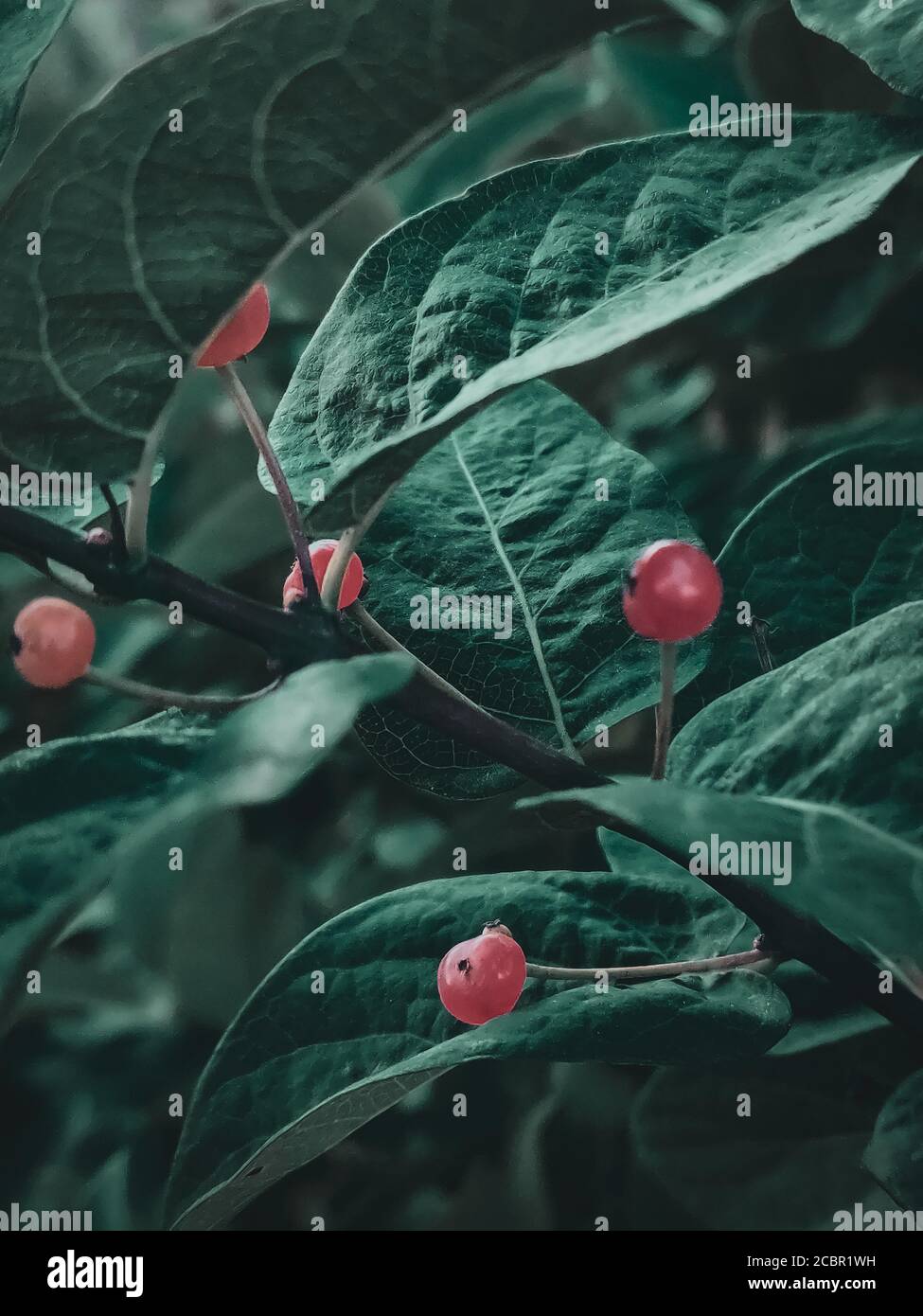 Red fruits growing on the plants Stock Photo - Alamy