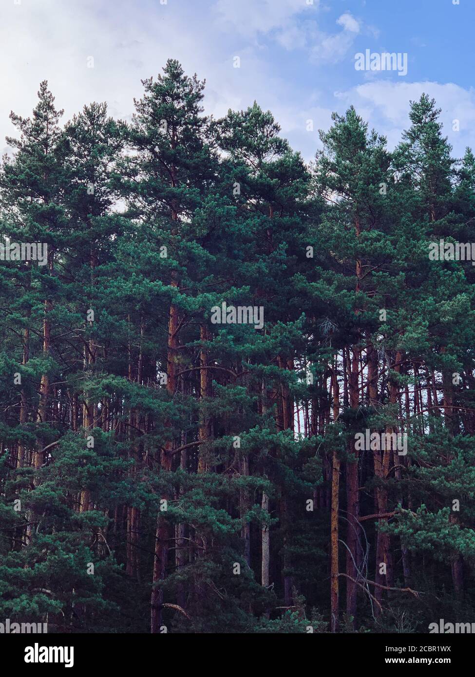 Tall trees in the forest - great for wallpapers Stock Photo - Alamy