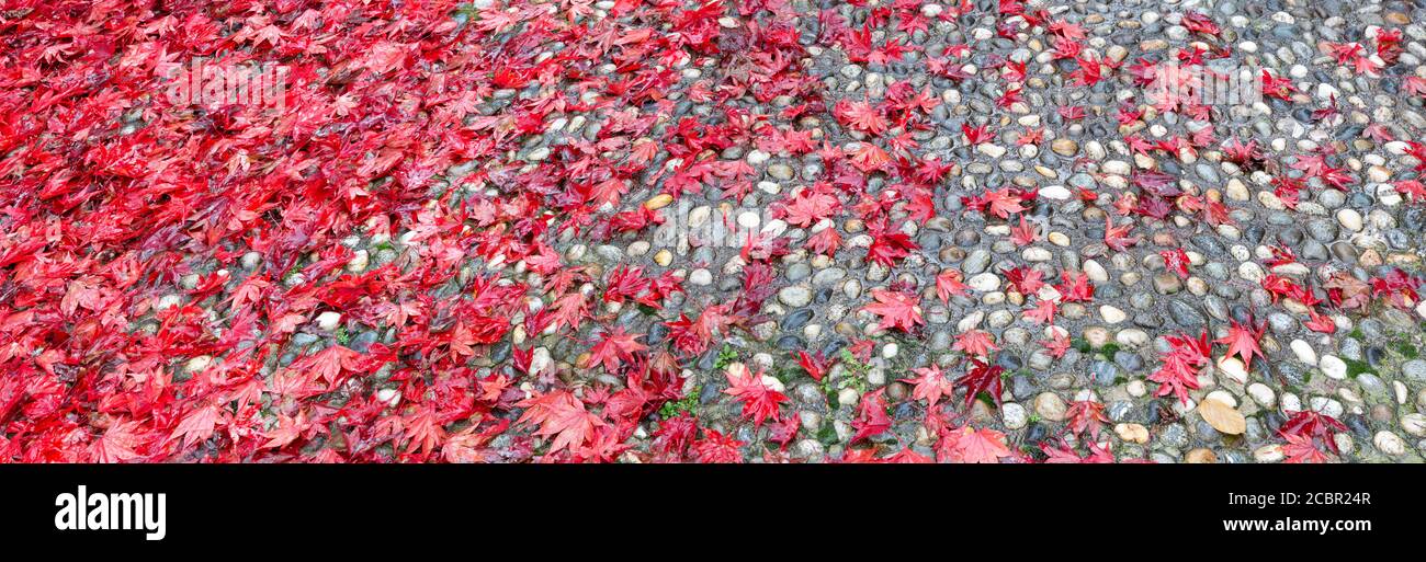 fallen red maple leaves bathed in autumn rain Stock Photo - Alamy