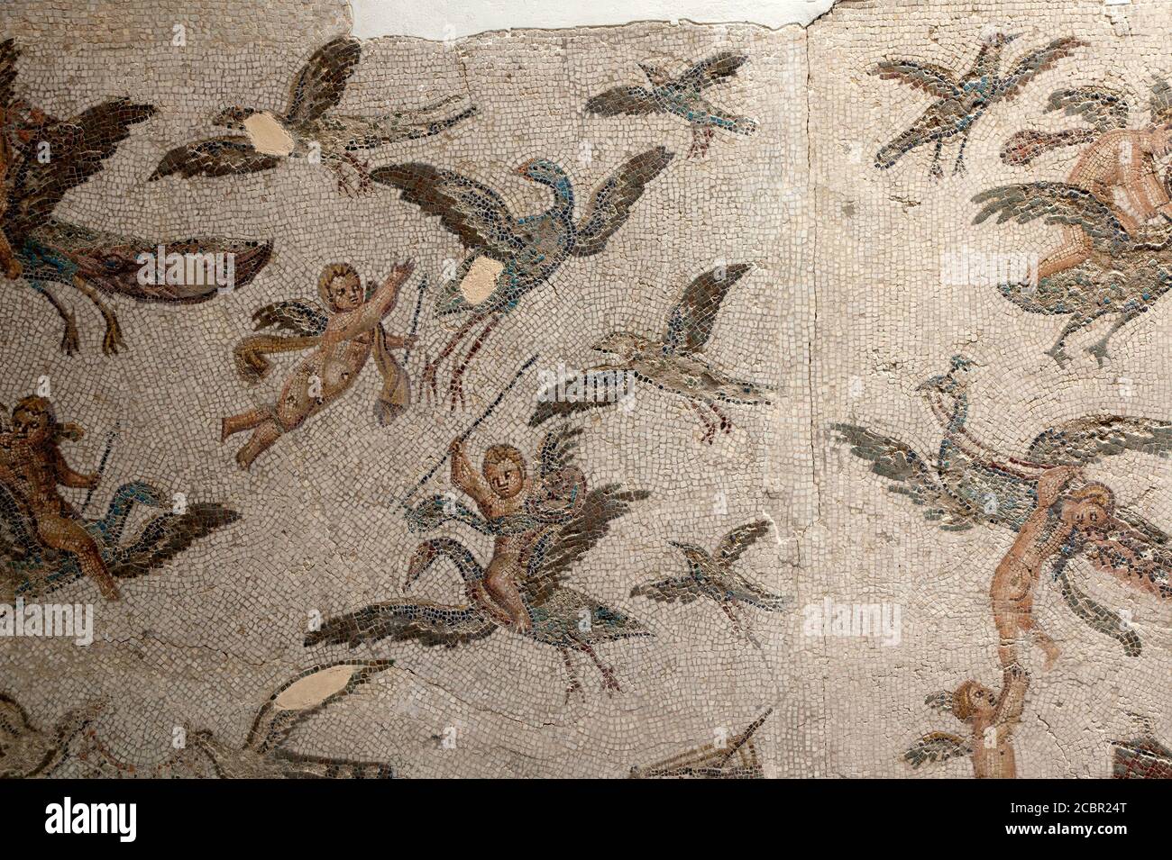 Birds of tunisia hi-res stock photography and images - Alamy