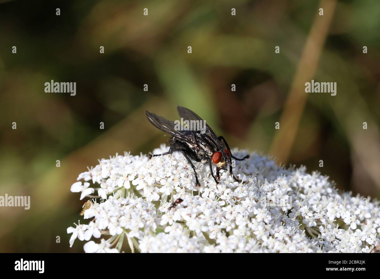 Black fly sits on white flowers of a plant Stock Photo - Alamy