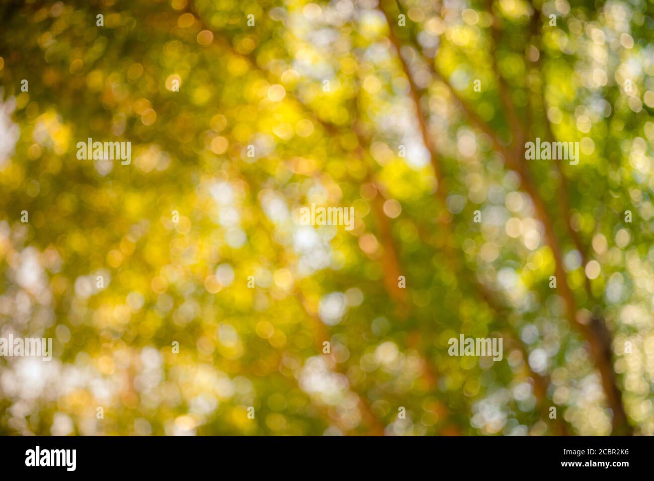 Blurred tree with branches in green foliage. Sunny garden in blur Stock ...