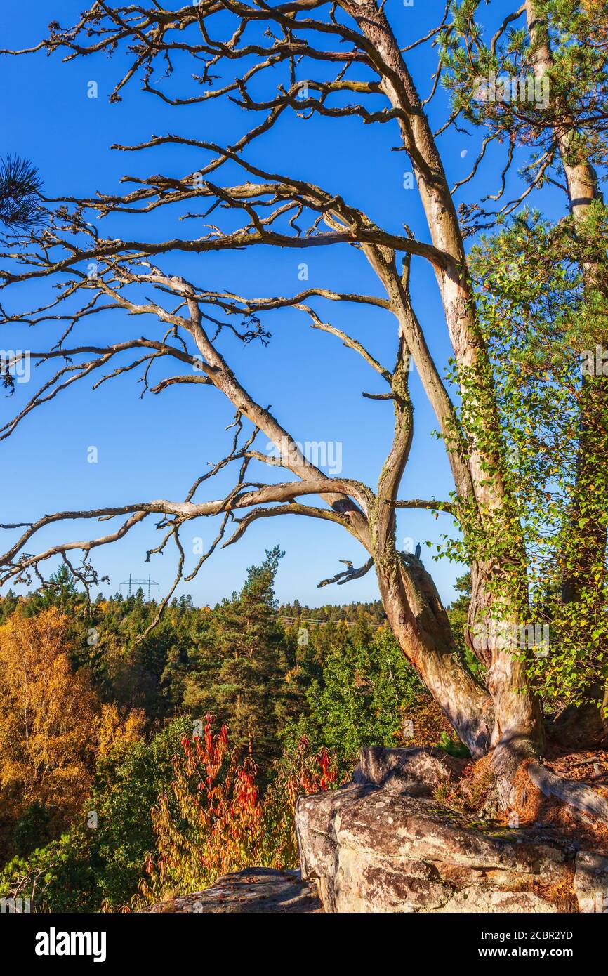 Tree snag in a forest landscape with autumn colors Stock Photo - Alamy