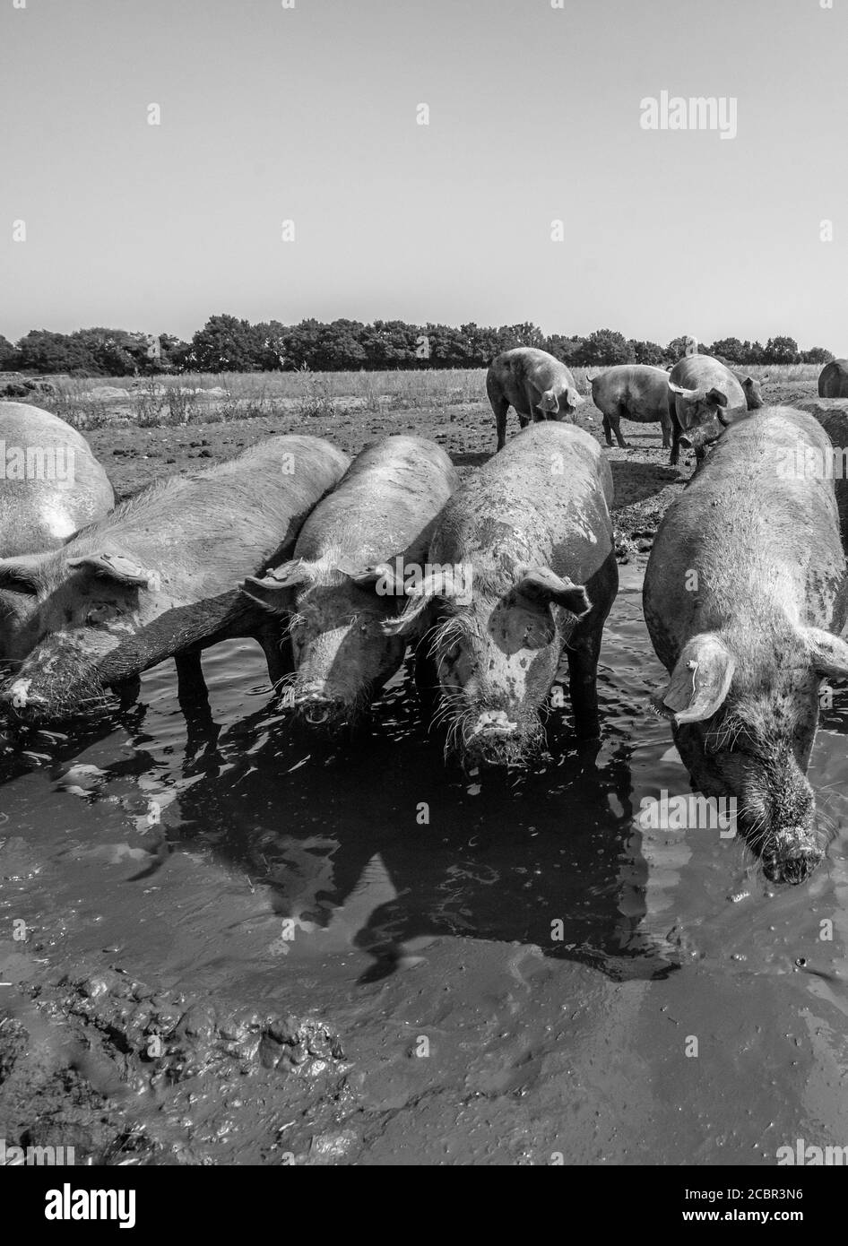 Pig food production Black and White Stock Photos & Images - Alamy