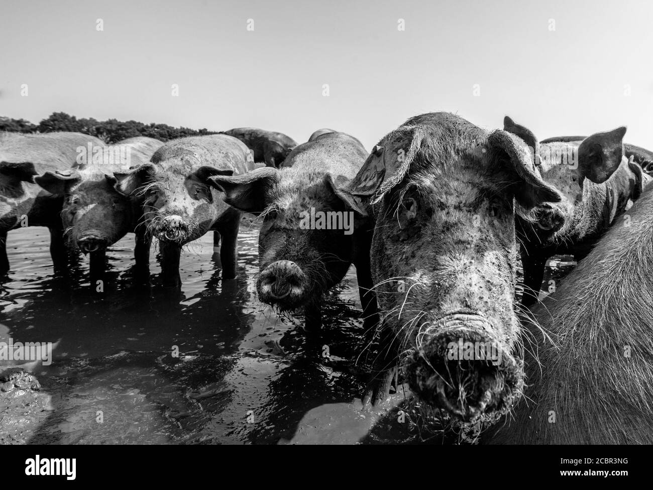 Trough pig Black and White Stock Photos & Images - Alamy