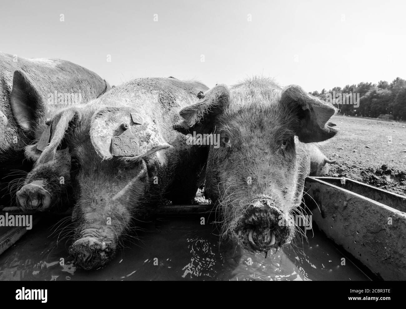 Large black pig in Black and White Stock Photos & Images - Alamy