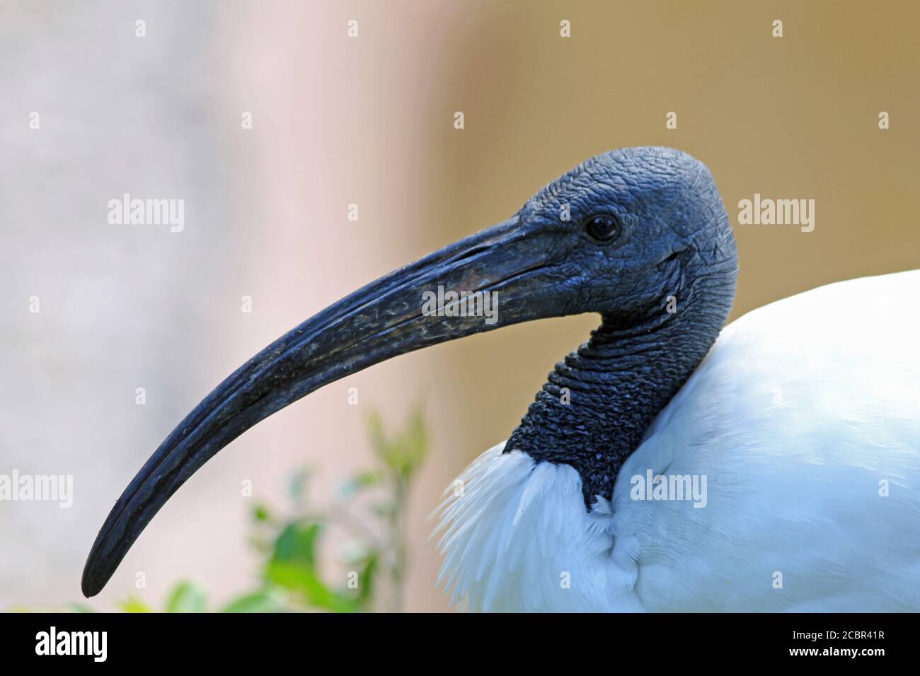 Heiliger ibis hi-res stock photography and images - Alamy