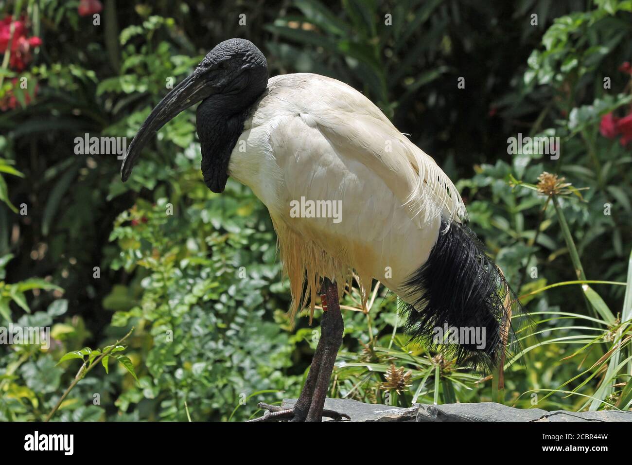 Heiliger ibis threskiornis aethiopicus sacred ibis hi-res stock ...