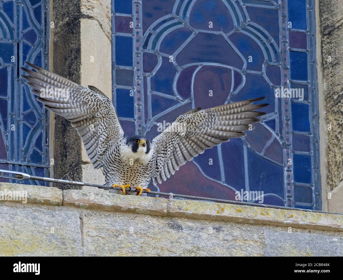 Female peregrine falcon hi-res stock photography and images - Alamy