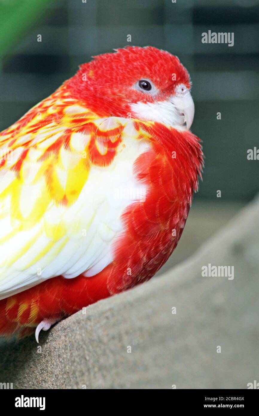 Rosellasittich hi-res stock photography and images - Alamy
