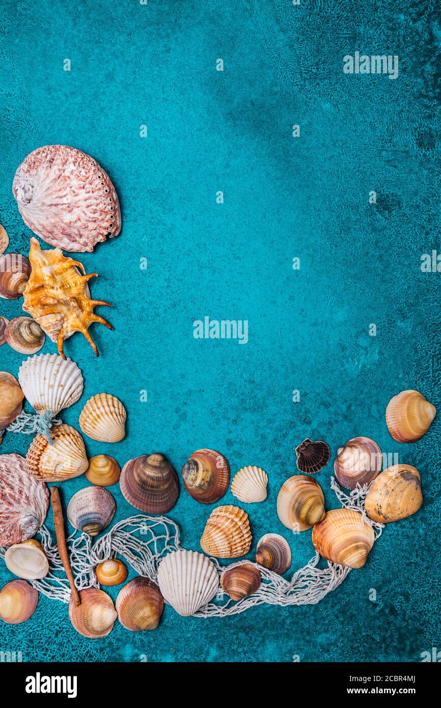 Summer beach background frame, seashells on cyan background. Collection ...