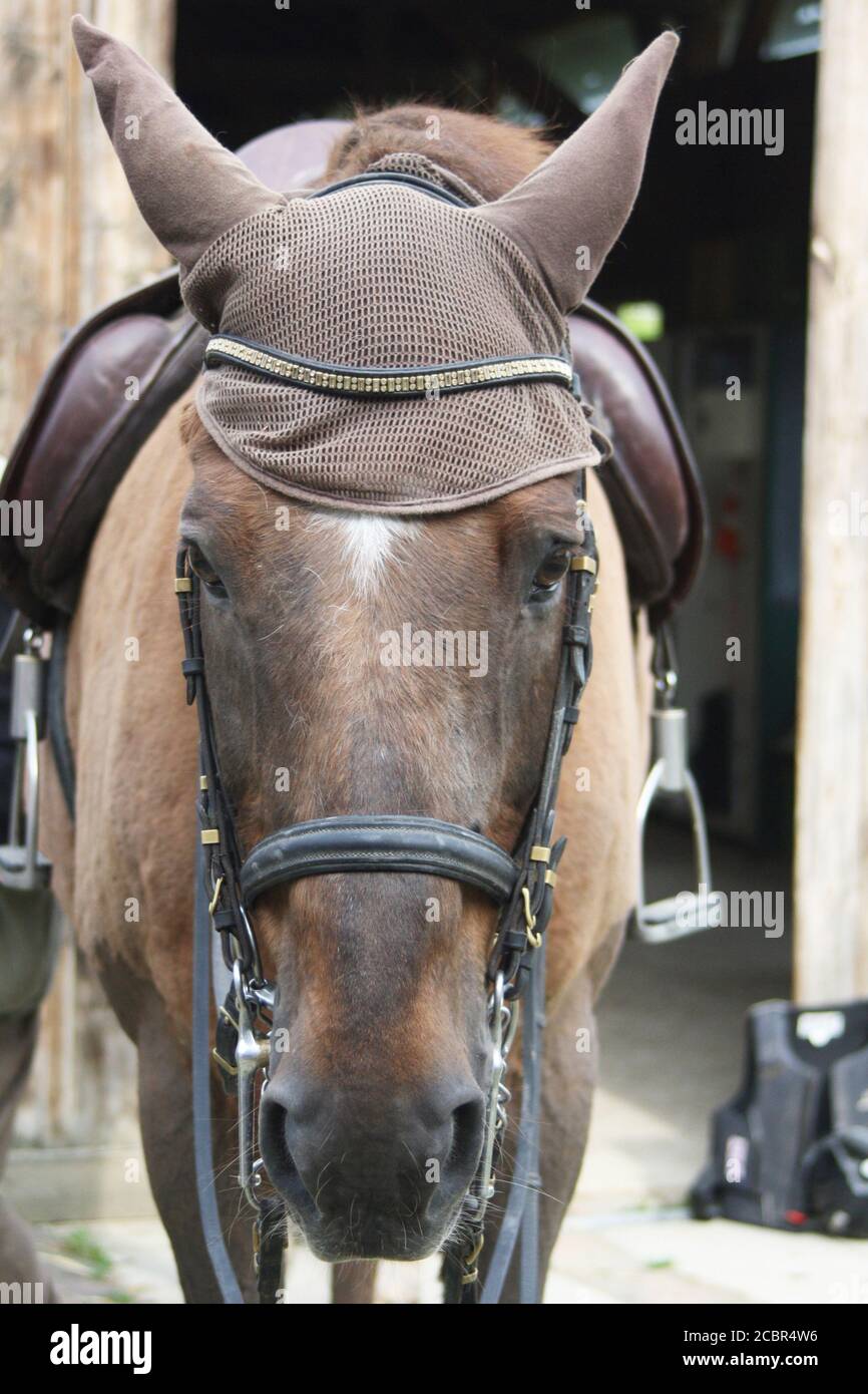 Reitpferd hi-res stock photography and images - Alamy