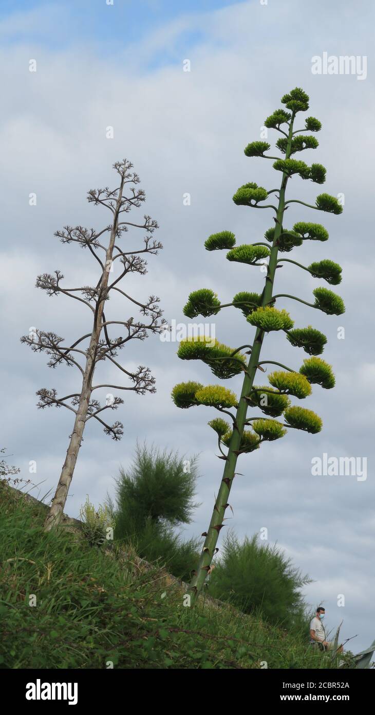 Agave Tree High Resolution Stock Photography and Images - Alamy