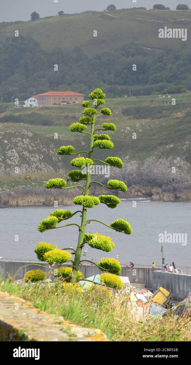 Agave tree hi-res stock photography and images - Alamy