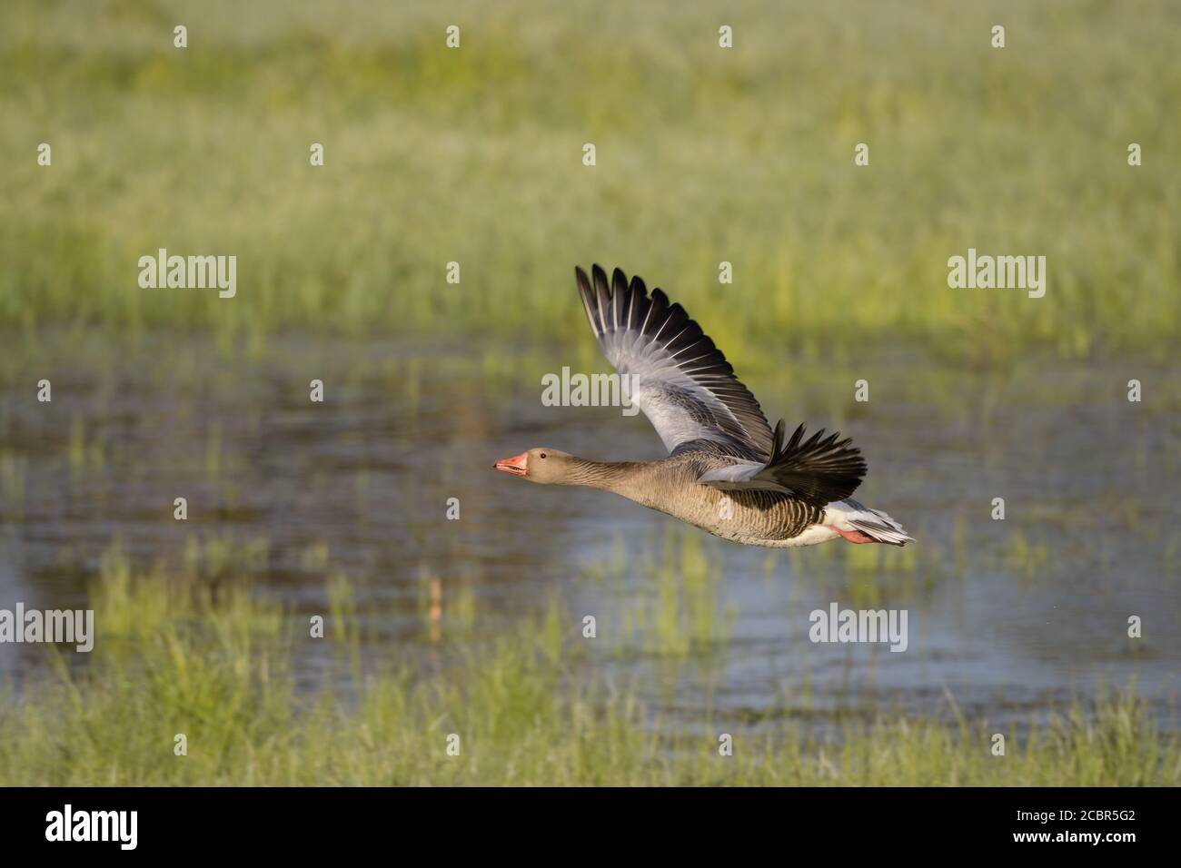Grey goose in flight hi-res stock photography and images - Alamy