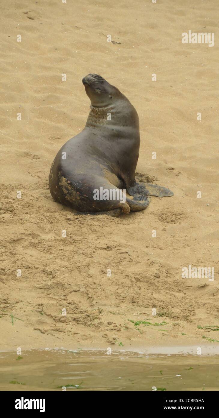 Navy seal hi-res stock photography and images - Alamy