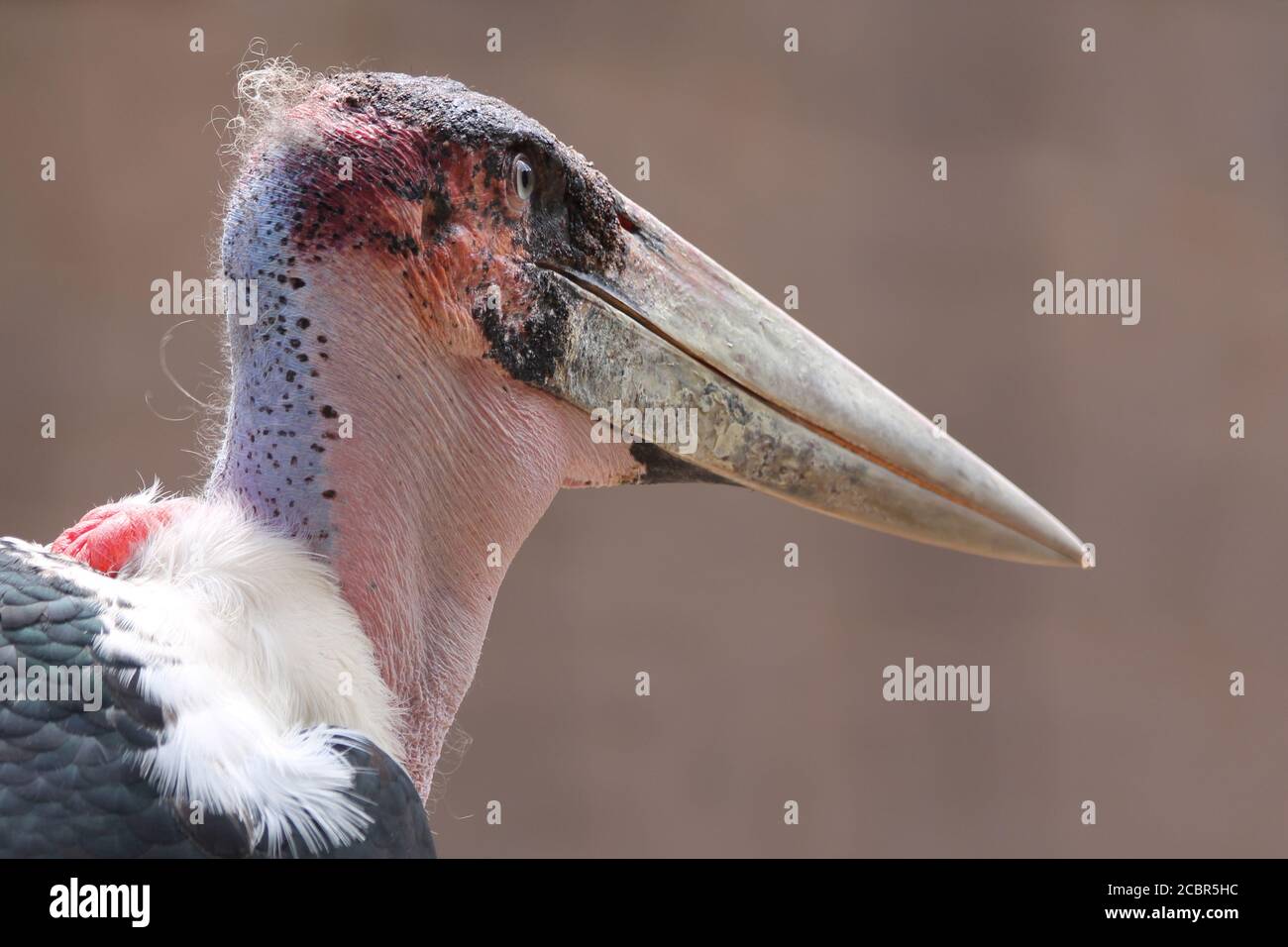 Marabou storch hi-res stock photography and images - Alamy