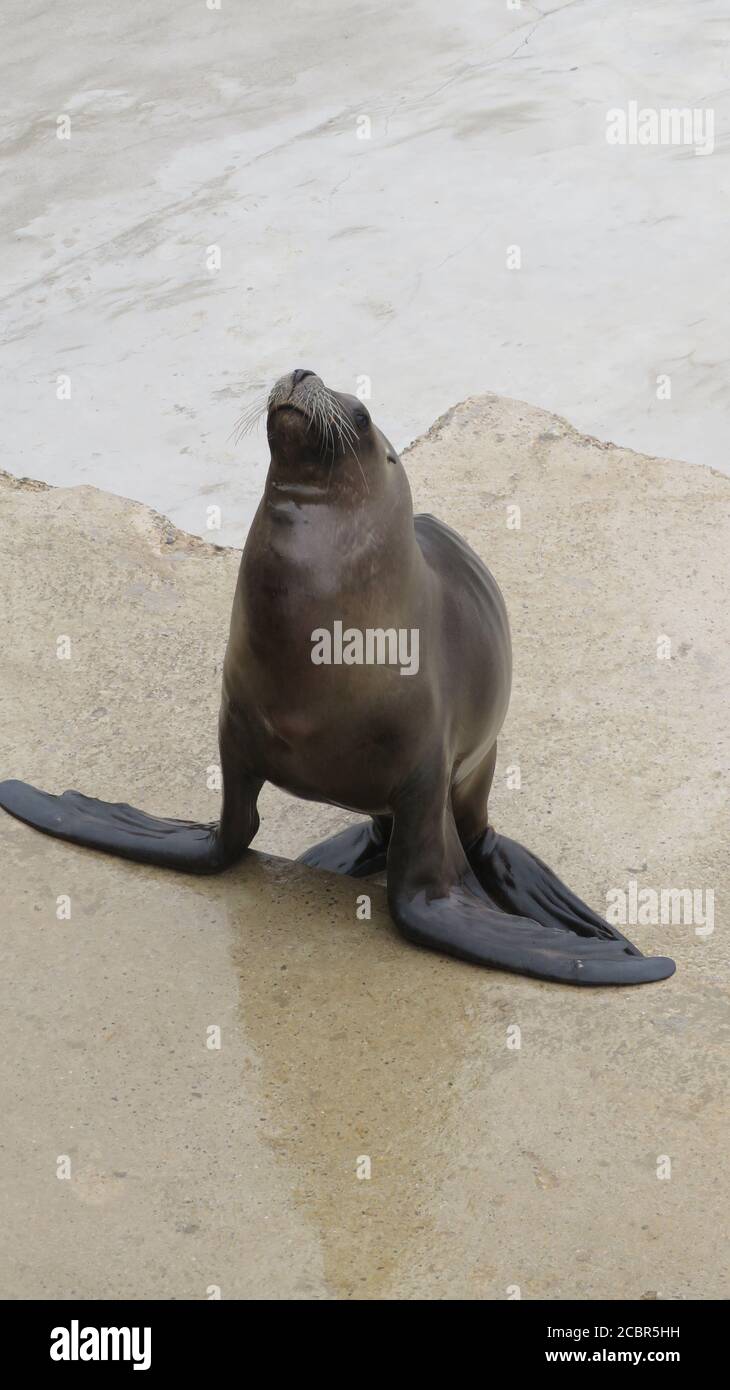 Navy animals hi-res stock photography and images - Alamy