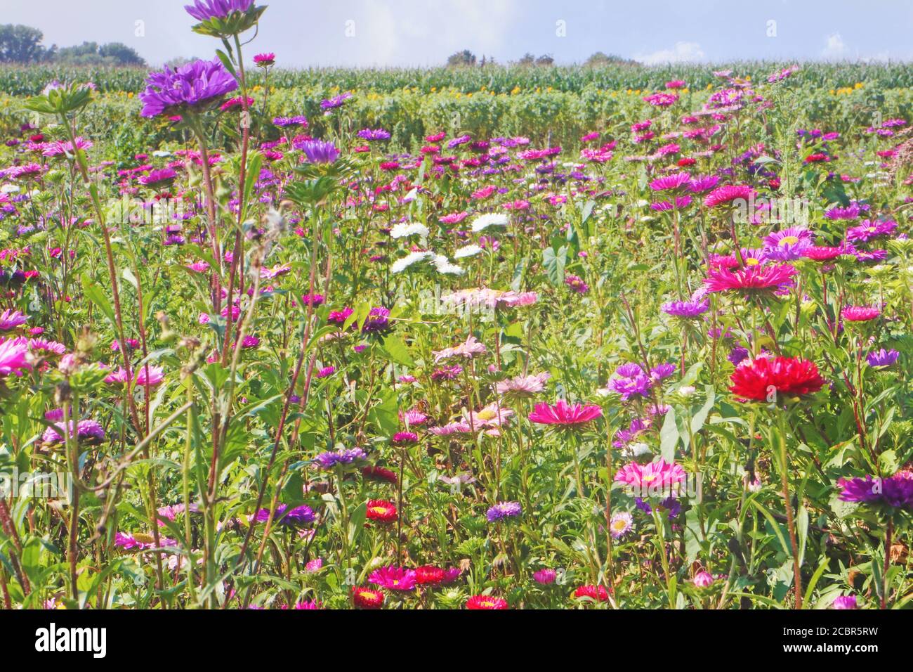Aster field hi-res stock photography and images - Alamy