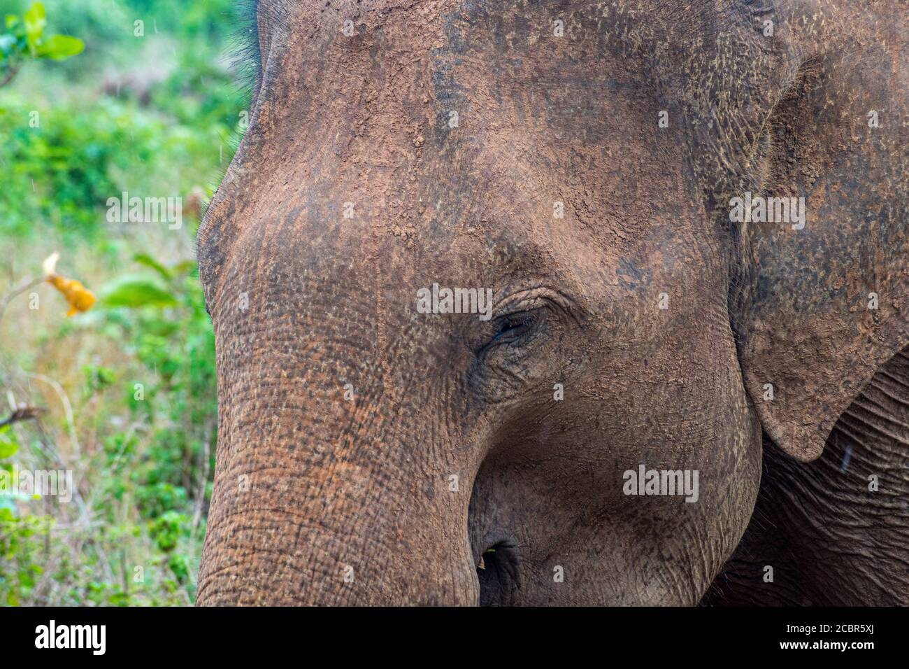 Close-up of an asian elephant head (Elephas maximus), Sri Lanka Stock ...