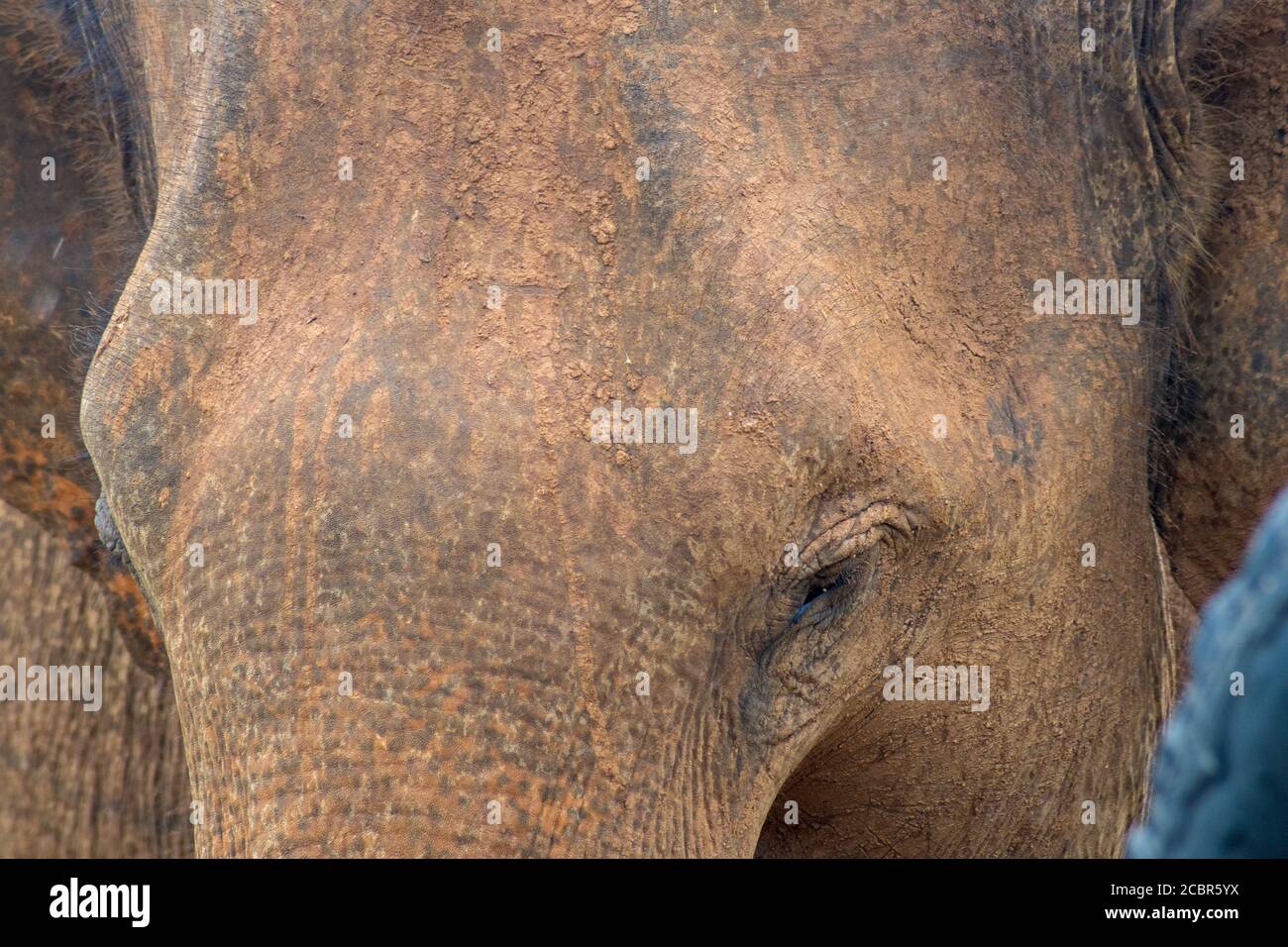 Close-up of an asian elephant head (Elephas maximus), Sri Lanka Stock ...
