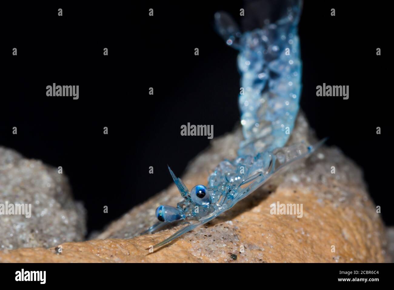 Crab zoea larvae on the beach, Cape Town, South Africa Stock Photo - Alamy