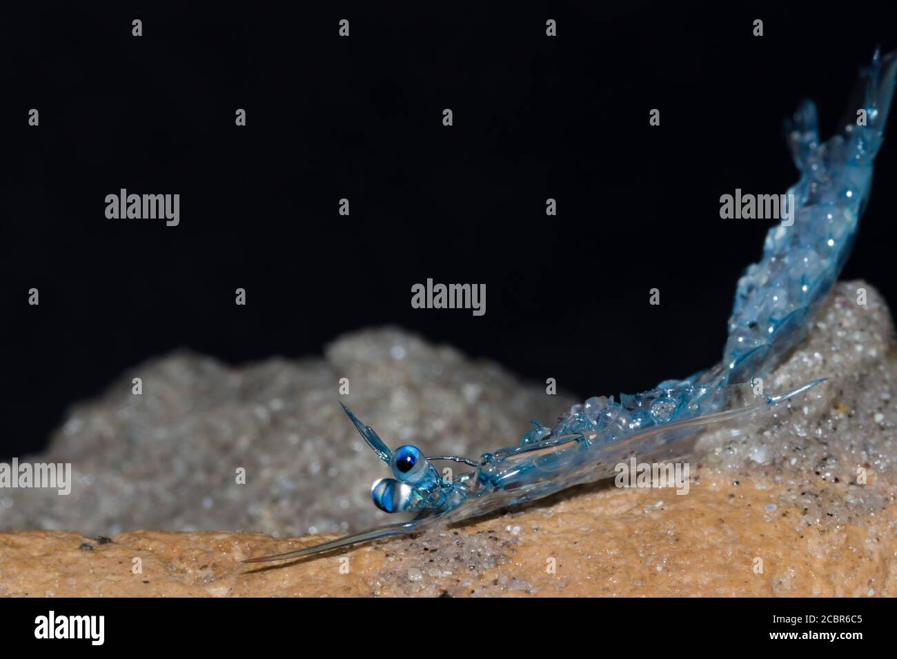 Crab zoea larvae on the beach, Cape Town, South Africa Stock Photo - Alamy