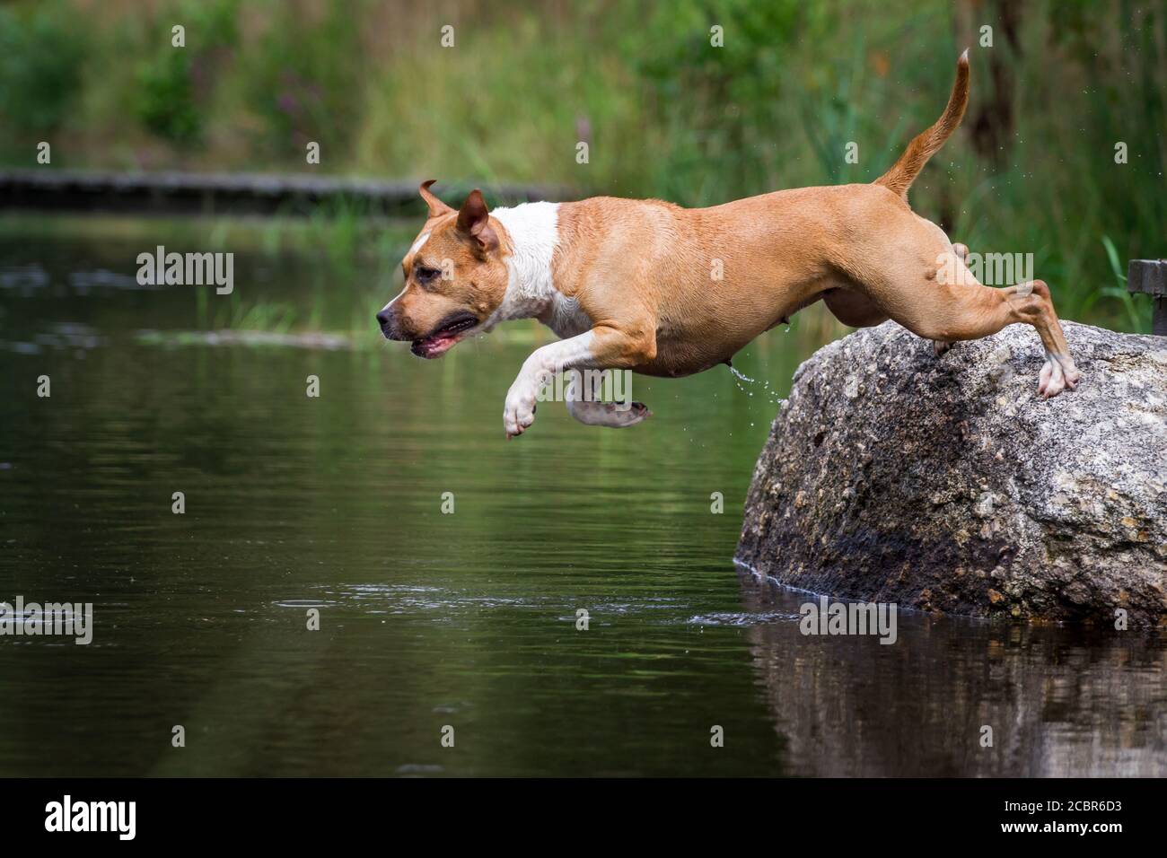 Jumping american staffordshire terrier hi-res stock photography and ...
