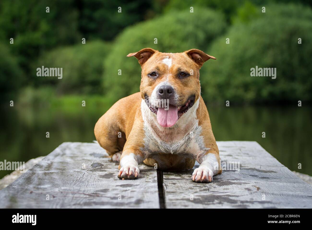 Portrait of a brown American Staffordshire Terrier lying on a jetty ...