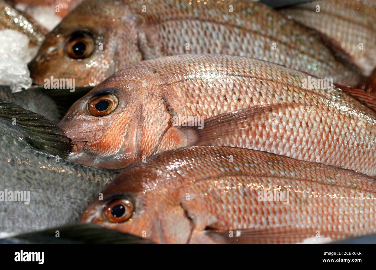 FISH in Australian fish shop«s fridge Stock Photo - Alamy