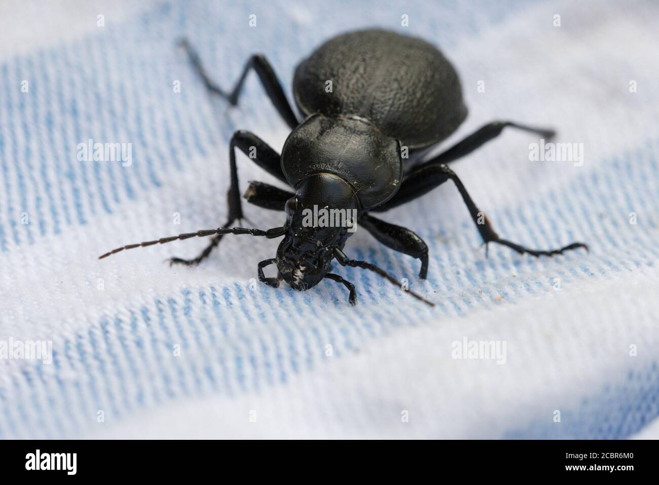 Carabidae hi-res stock photography and images - Alamy