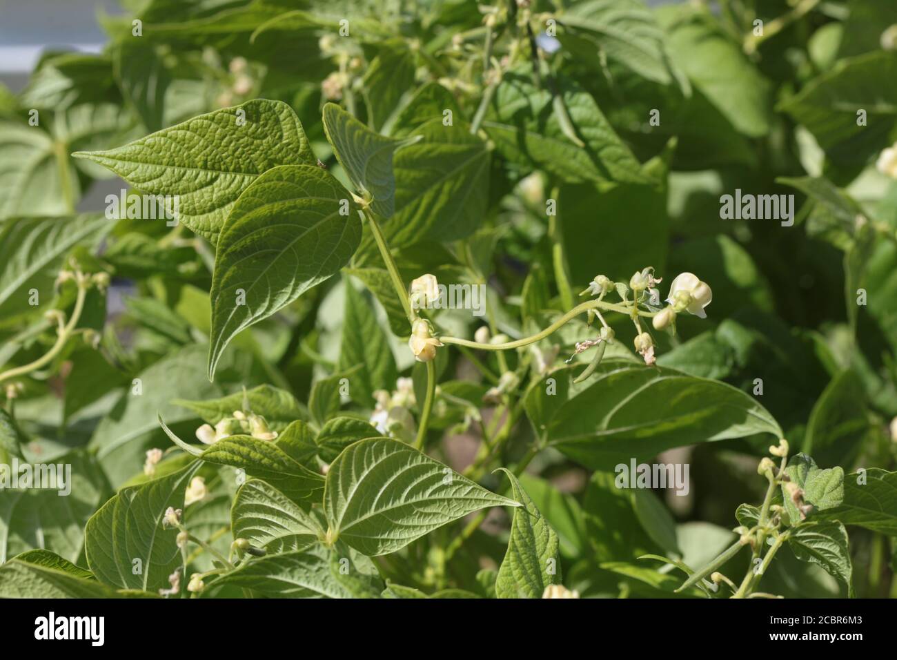 FABACEAE pea flower Stock Photo - Alamy