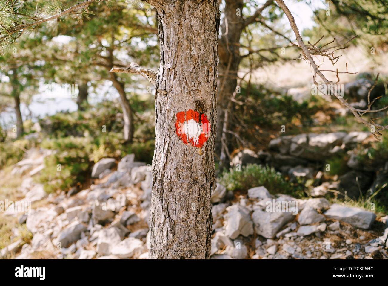Red dot hiking sign on a tree. Red circle with a white dot. Direction ...