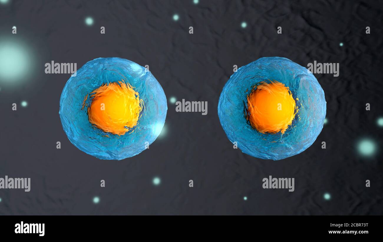 3D Illustration of Mitosis or cell division of biological stem cells ...