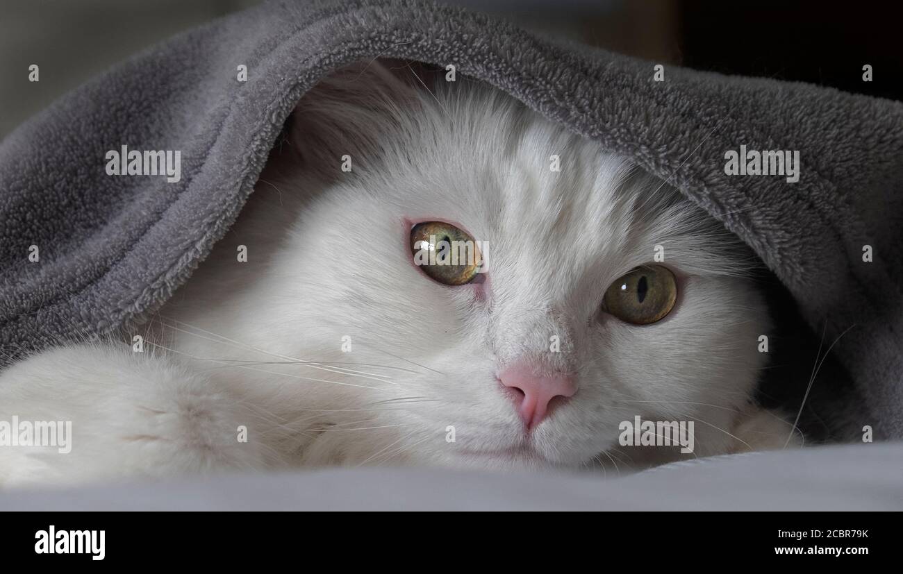 White cat peering out from under a blanket whilst laying on a bed Stock ...