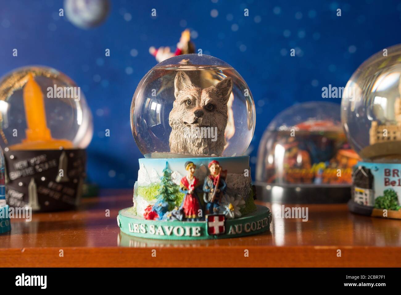 Beautiful snowglobe (snowball) close up. A magnificent stone wolf is ...