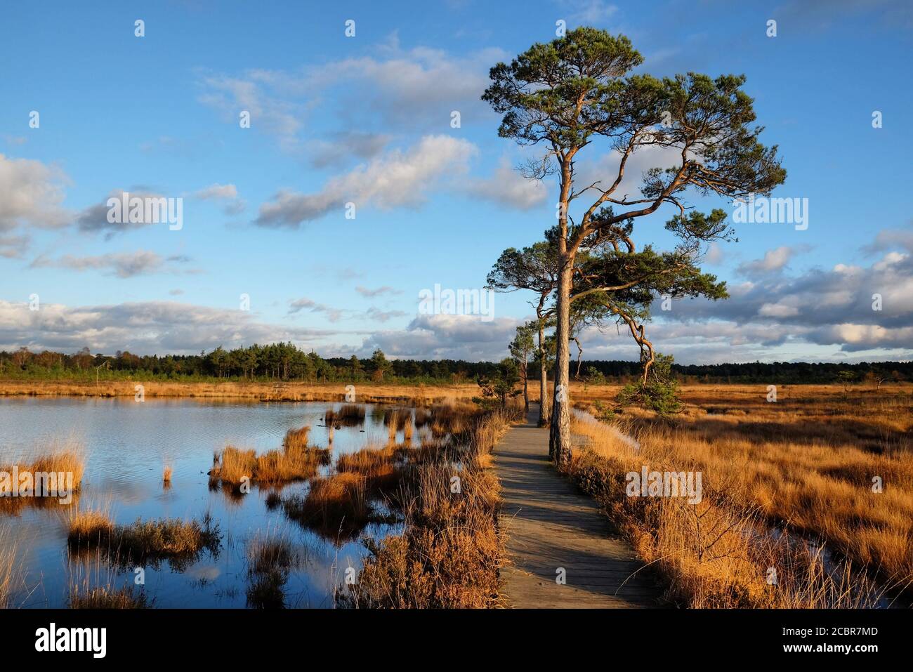 The wetlands of Thursley Common, Surrey, in the evening winter sun ...