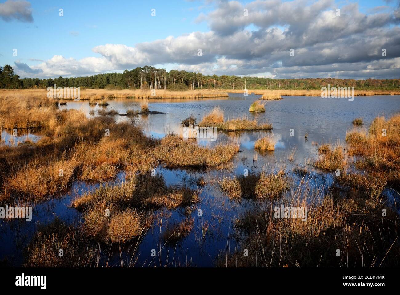 Thursley surrey hi-res stock photography and images - Alamy