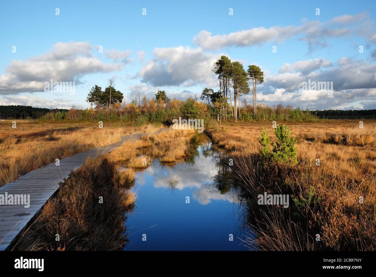 Boardwalk thursley uk nature reserve hi-res stock photography and ...