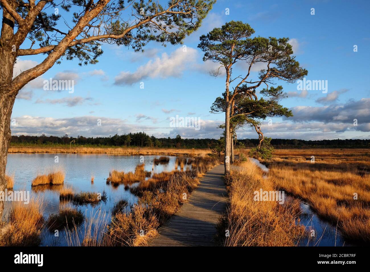 Boardwalk thursley uk nature reserve hi-res stock photography and ...