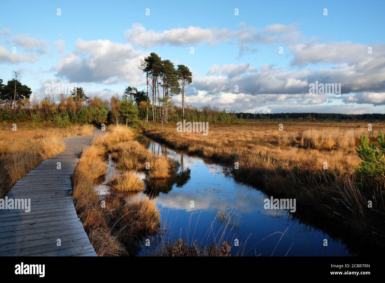 The wetlands of Thursley Common, Surrey, in the evening winter sun ...