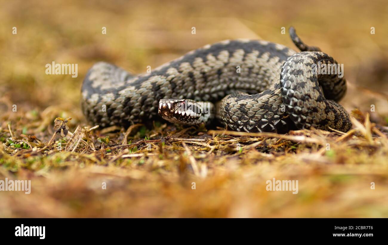 Endangered common viper hi-res stock photography and images - Alamy