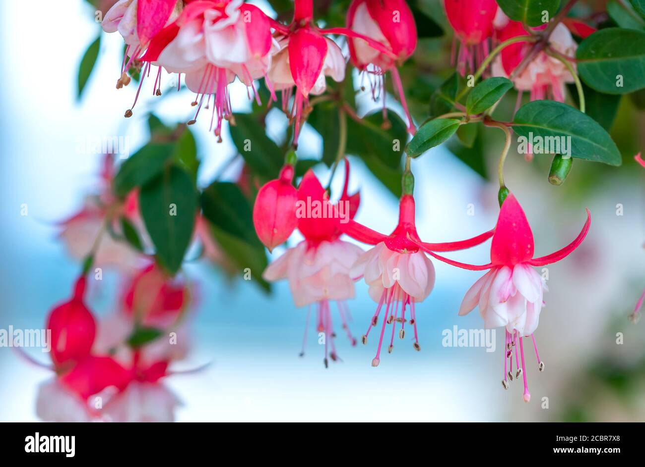 Fuchsia flowers bloom in the sunshine beautiful little lanterns ...