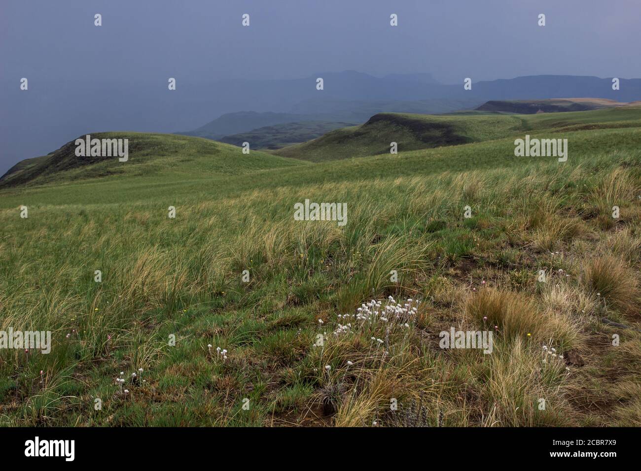White wild flower in the Afromontane Grassland of the Drakensberg of ...