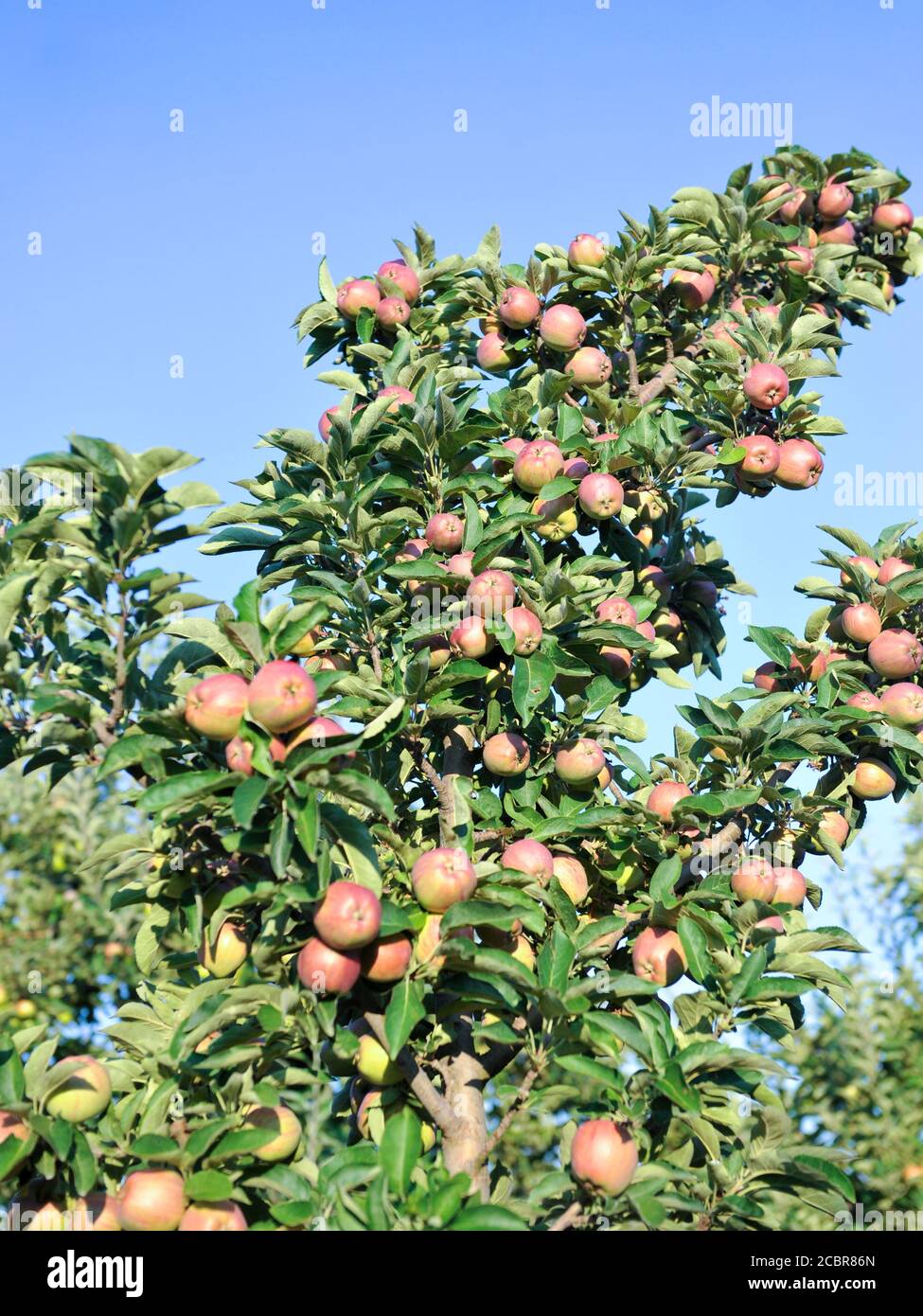 Apple orchard with ripening apples on the trees in middle of august ...