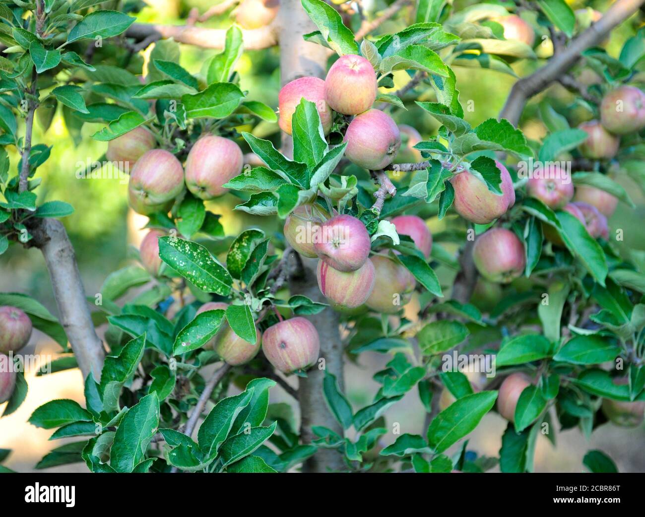 Apple orchard with ripening apples on the trees in middle of august ...