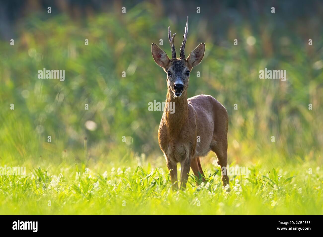 Roe buck deer grass old hi-res stock photography and images - Alamy