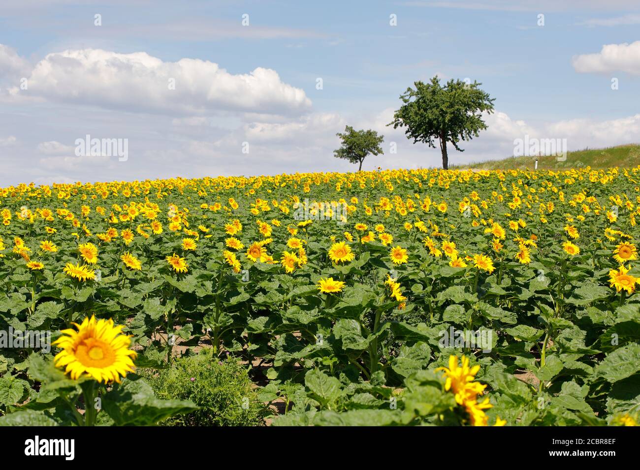 Austria landscape field hi-res stock photography and images - Alamy