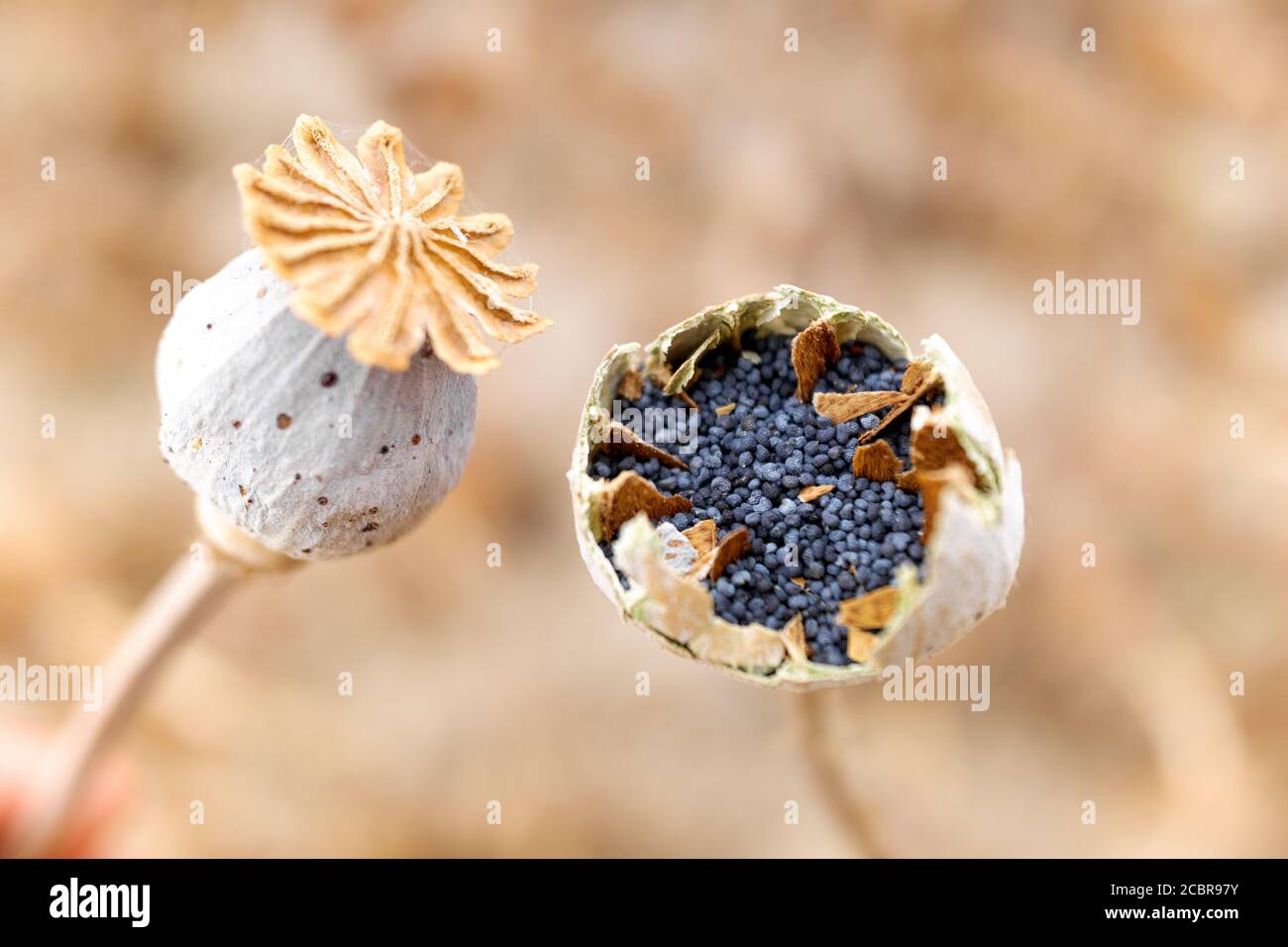 Poppy seeds inside the flowering plant in a crop, detail with unfocused ...